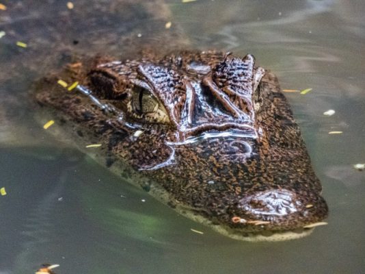 Are There Alligators in Puerto Rico? 🐊 (2026 Updated)