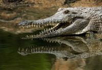 Are There Alligators in Maryland? (2025 Updated)
