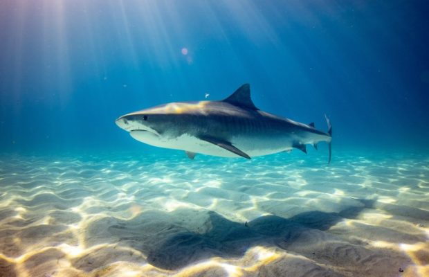 Are There Sharks in Barbados? 🦈 (2026 Updated)