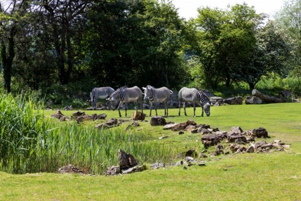 Zoos & Aquariums Articles (2026 Updated) ⋆ Travel Safe - Abroad