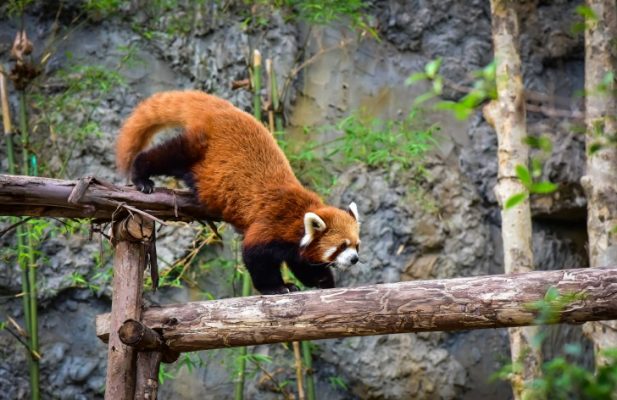 Zoos & Aquariums Articles (2026 Updated) ⋆ Travel Safe - Abroad