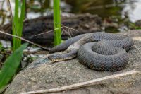 Are There Snakes in Japan? Should You Be Worried?
