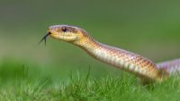 Are There Snakes in Norway? Should You Be Worried?