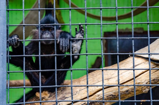 Zoos & Aquariums Articles (2026 Updated) ⋆ Travel Safe - Abroad