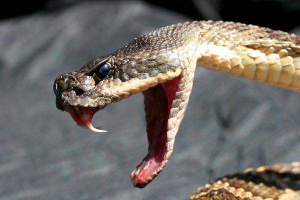 Are There Snakes in Puerto Rico? Should You Be Worried?
