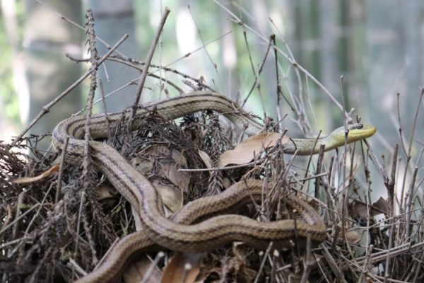 Are There Snakes in Scotland? Should You Be Worried?
