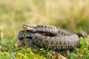 Are There Snakes in Germany? Should You Be Worried?