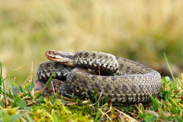Are There Snakes in Germany? Should You Be Worried?