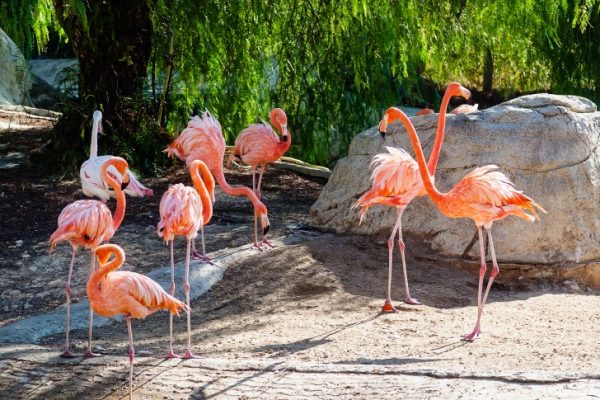 Zoos & Aquariums Articles (2026 Updated) ⋆ Travel Safe - Abroad