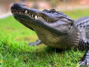 Are There Alligators in Tennessee? (2025 Updated)