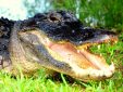 Are There Alligators in Virginia? (2026 Updated)