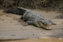 Are There Alligators in Lake Oconee? 🐊 (2026 Updated)
