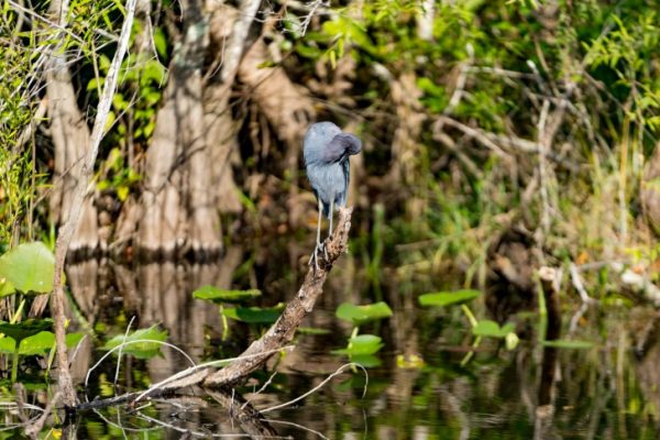 Are There Sharks in the Everglades? 🦈 (2026 Updated)