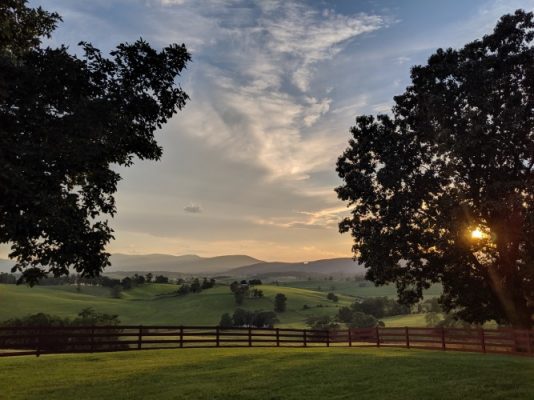 Are There Alligators in Virginia? (2026 Updated)